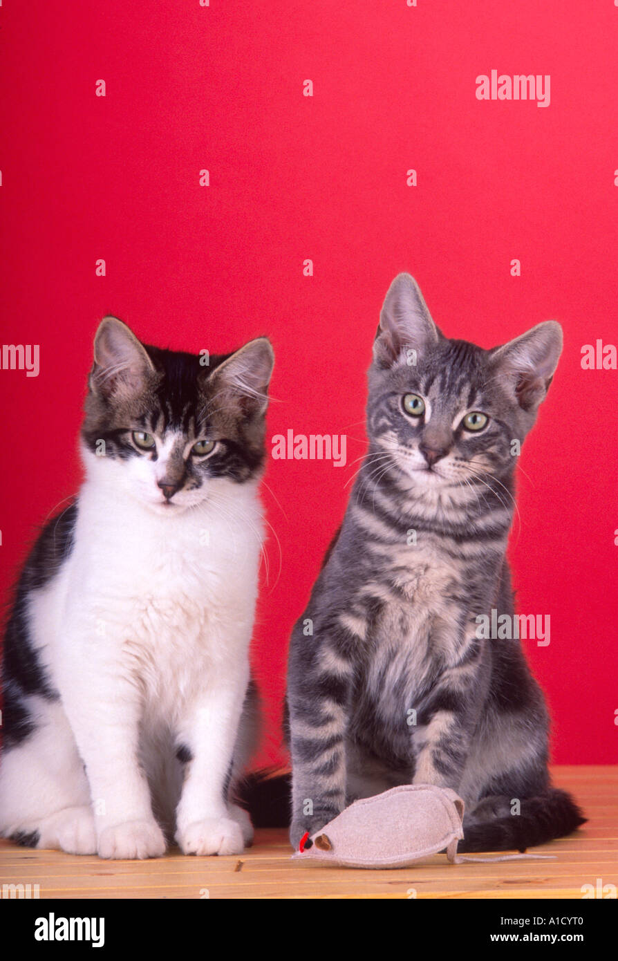 Domestic kittens black and white Tabby and gray Tabby with toy mouse PR ...
