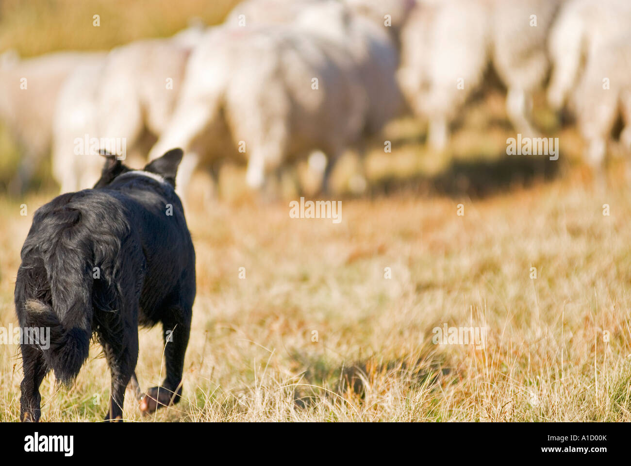 Shepherd wales hi-res stock photography and images - Alamy