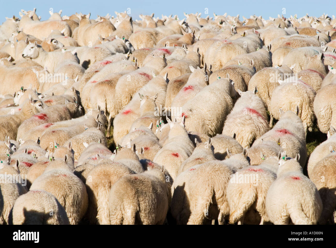 Herd of sheep in Brecon Beacons national park, Wales Stock Photo - Alamy