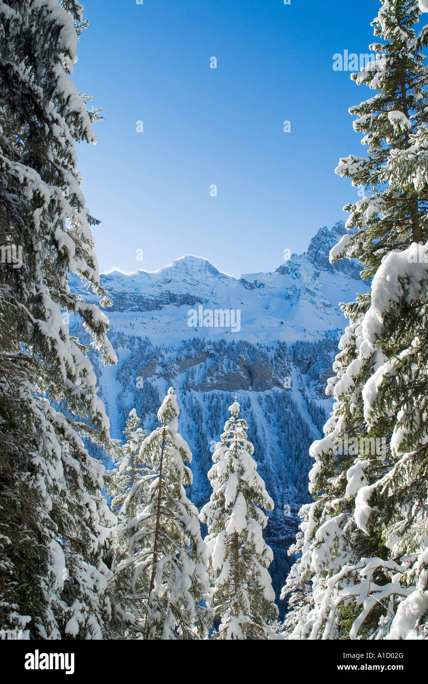Trees and mountains covered with fresh snow in Swiss Alps, Gimmelwald ...