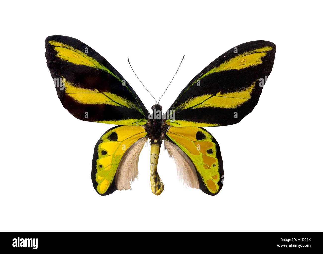 Ornithoptera Tithonus Misresianus Stock Photo - Alamy