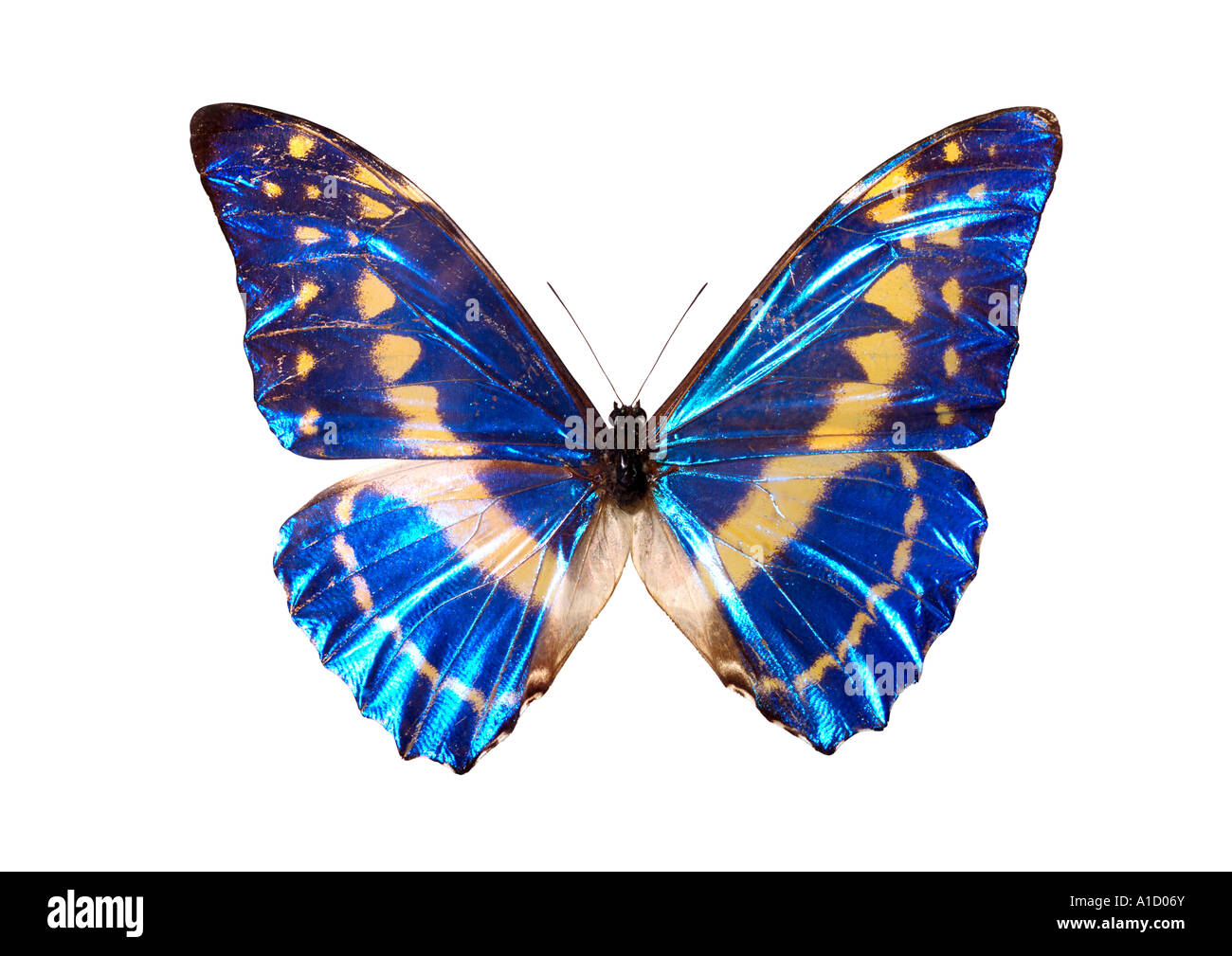 Morpho with wings spread Cut Out Stock Images & Pictures - Alamy