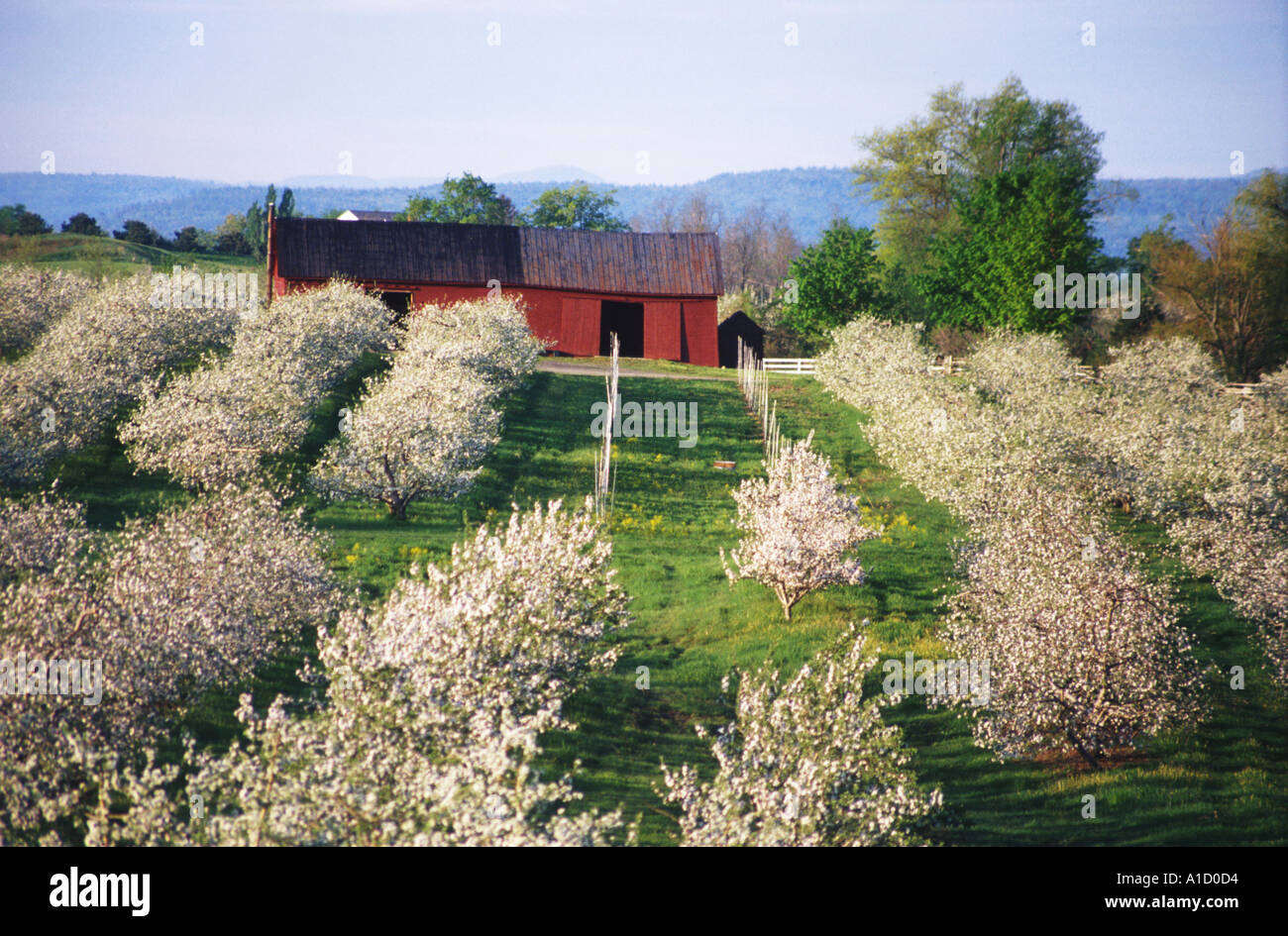 Apple Orchard with Barn Stock Photo - Alamy