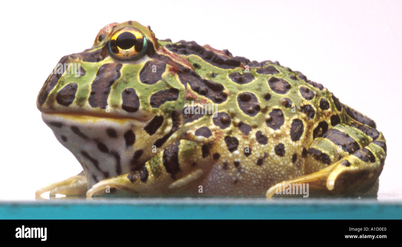 Freaky hi-res stock photography and images - Alamy