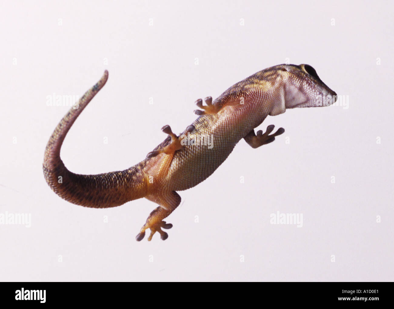 Leaping lizard hi-res stock photography and images - Alamy