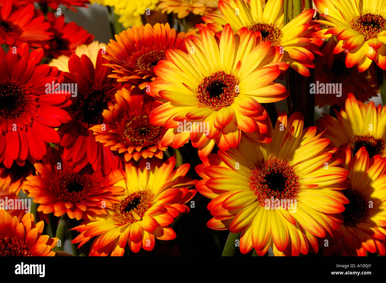 Bunch of gerberas hi-res stock photography and images - Alamy