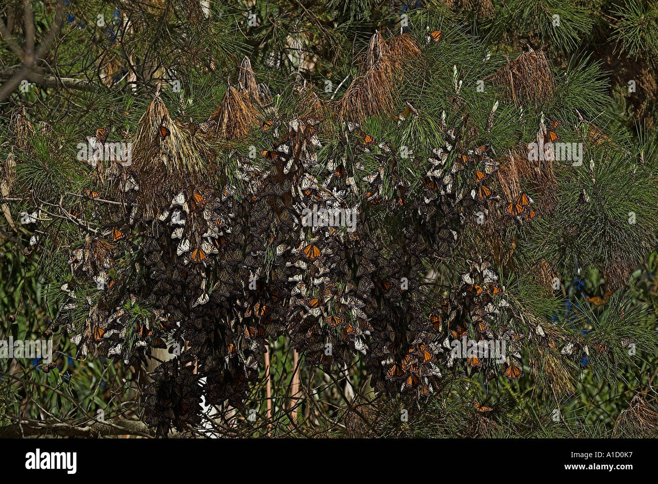 Roosting monarch butterflies hi-res stock photography and images - Alamy