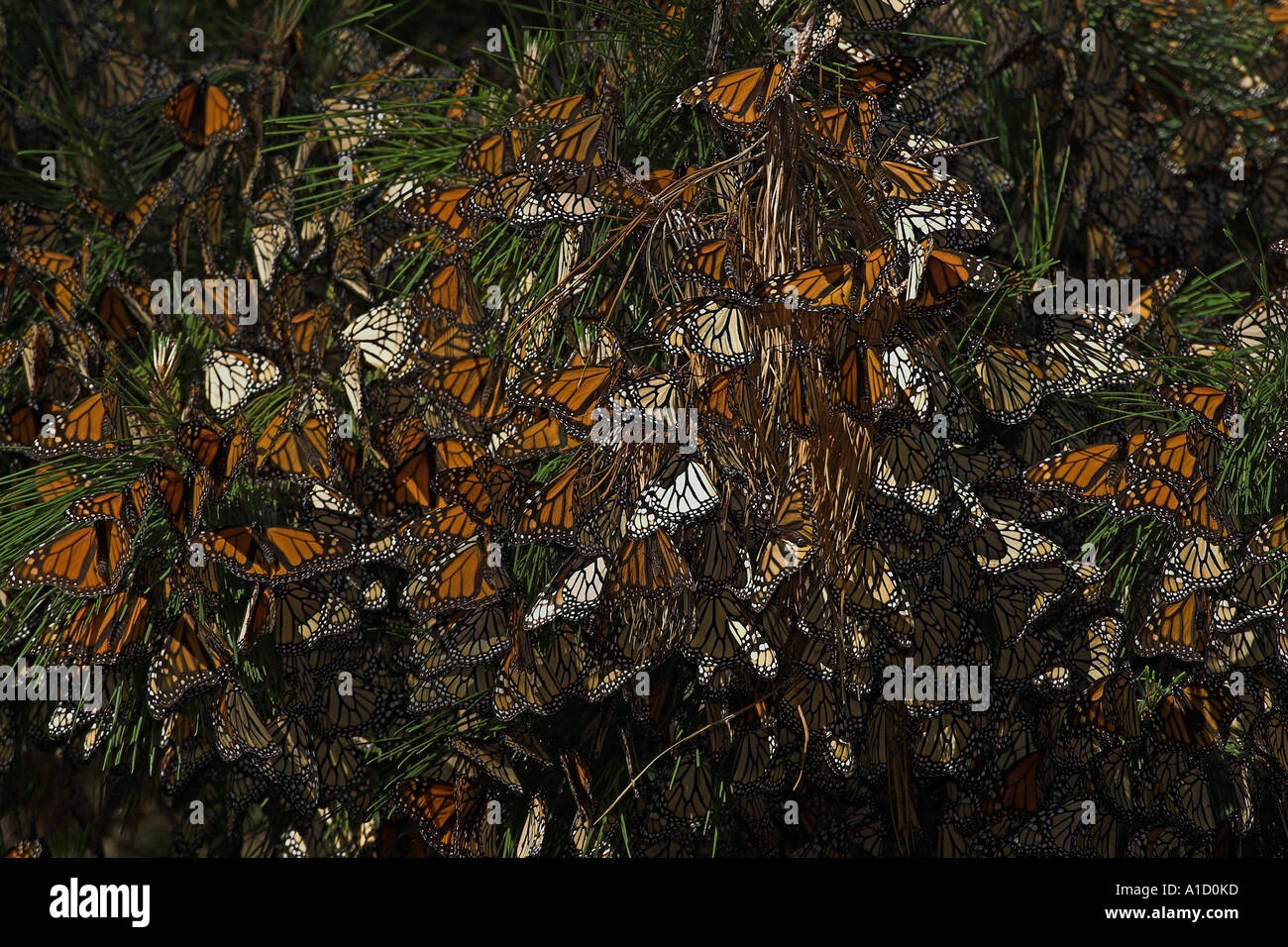 Roosting monarch butterflies hi-res stock photography and images - Alamy
