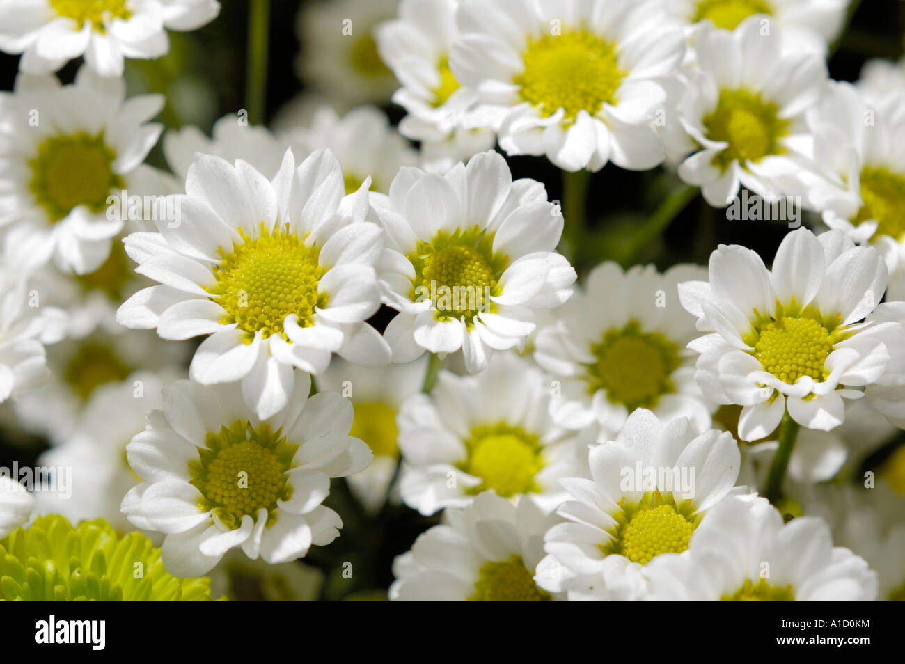 Beautiful white flowers Stock Photo - Alamy