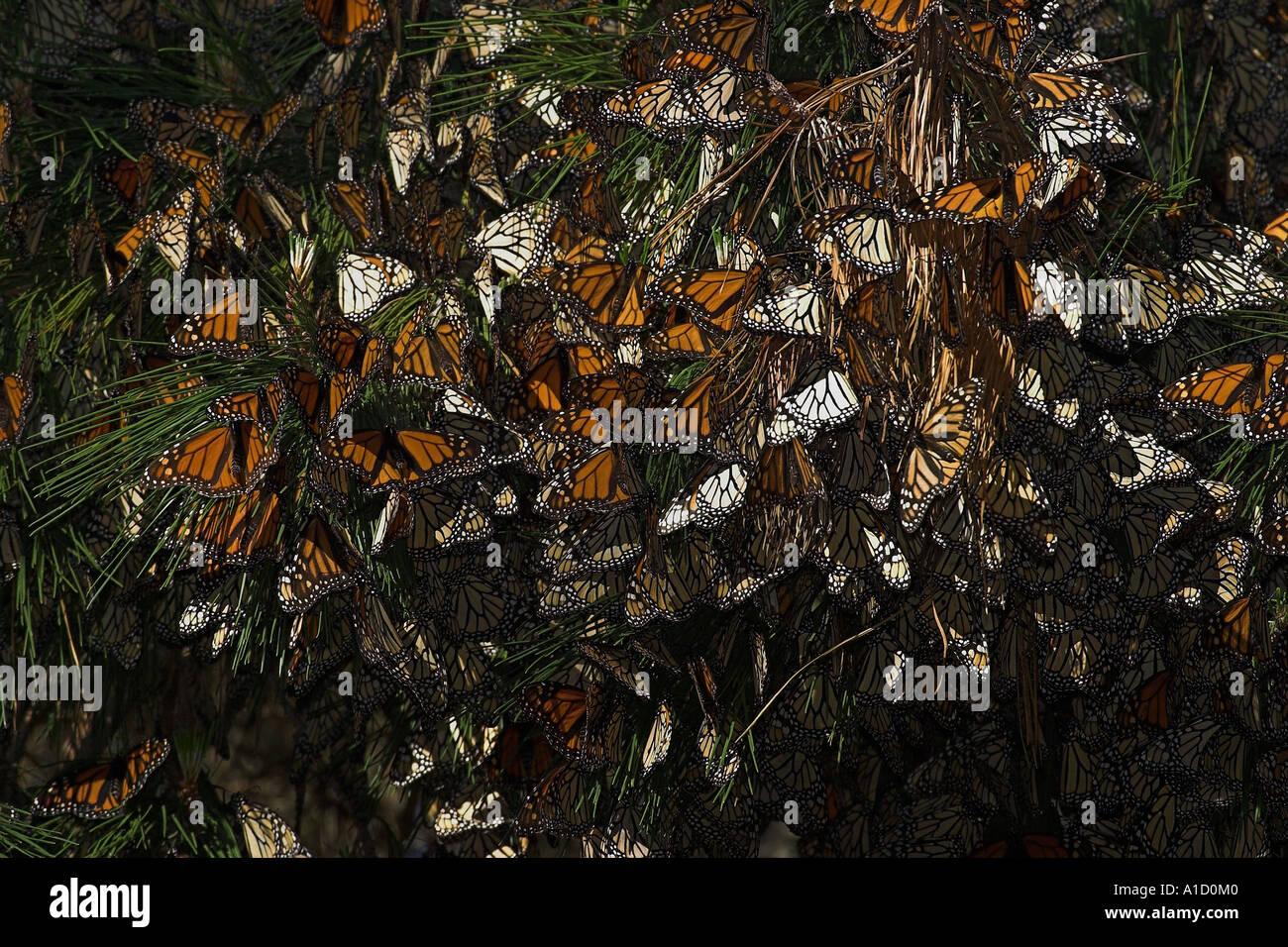 Roosting monarch butterflies hi-res stock photography and images - Alamy