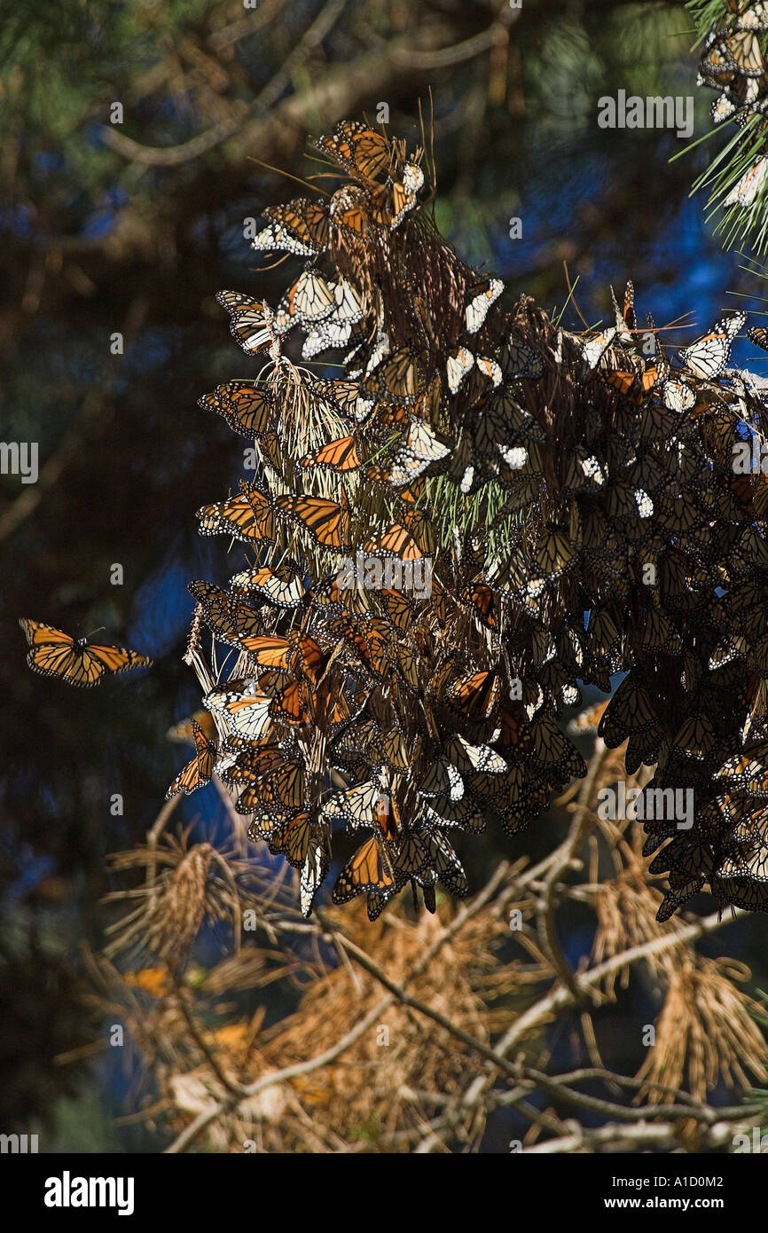 Roosting monarch butterflies hi-res stock photography and images - Alamy