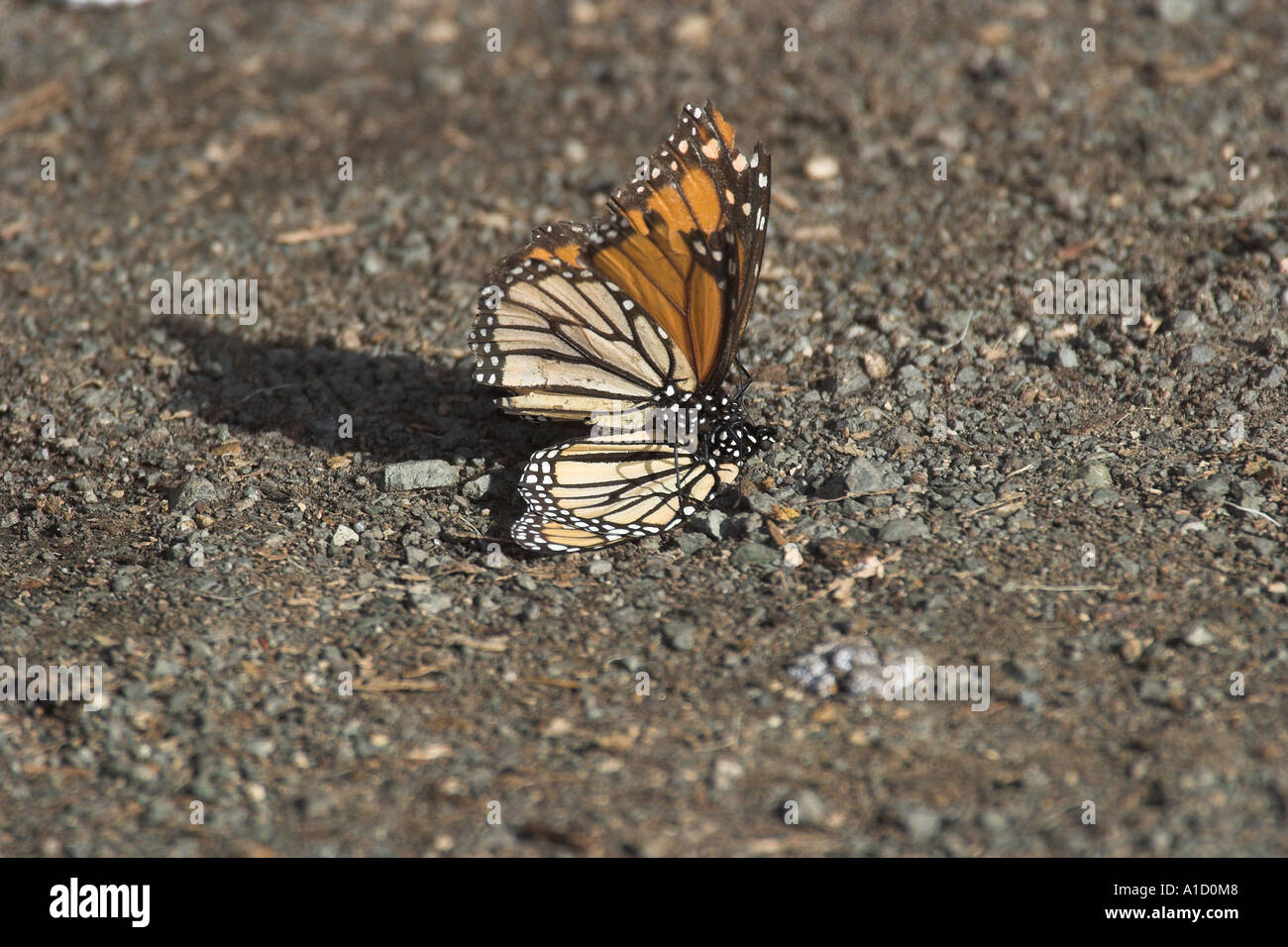 Monarch mating on the ground Stock Photo - Alamy