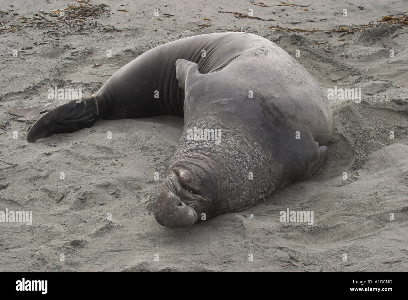 Elephant Seals #20 Stock Photo - Alamy