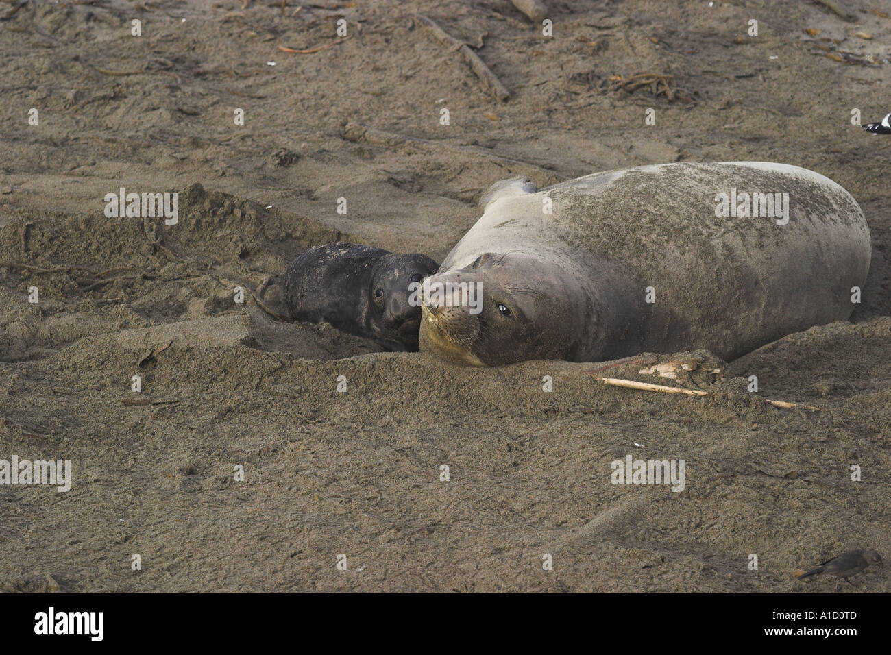 Elephant Seals #9 Stock Photo - Alamy
