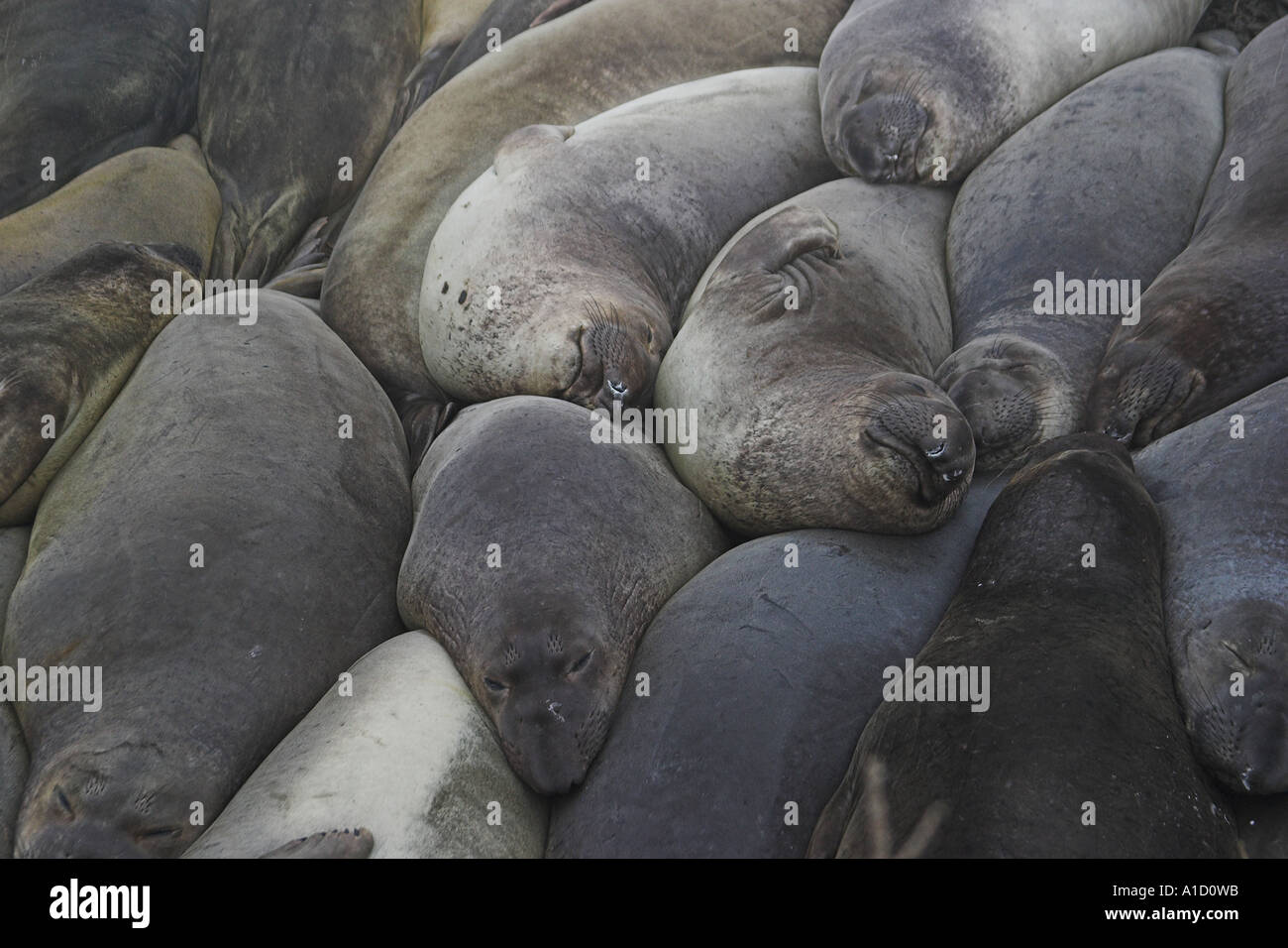 Elephant Seals #4 Stock Photo - Alamy
