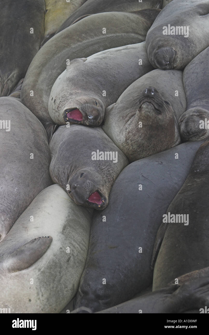 Elephant Seals #2 Stock Photo - Alamy