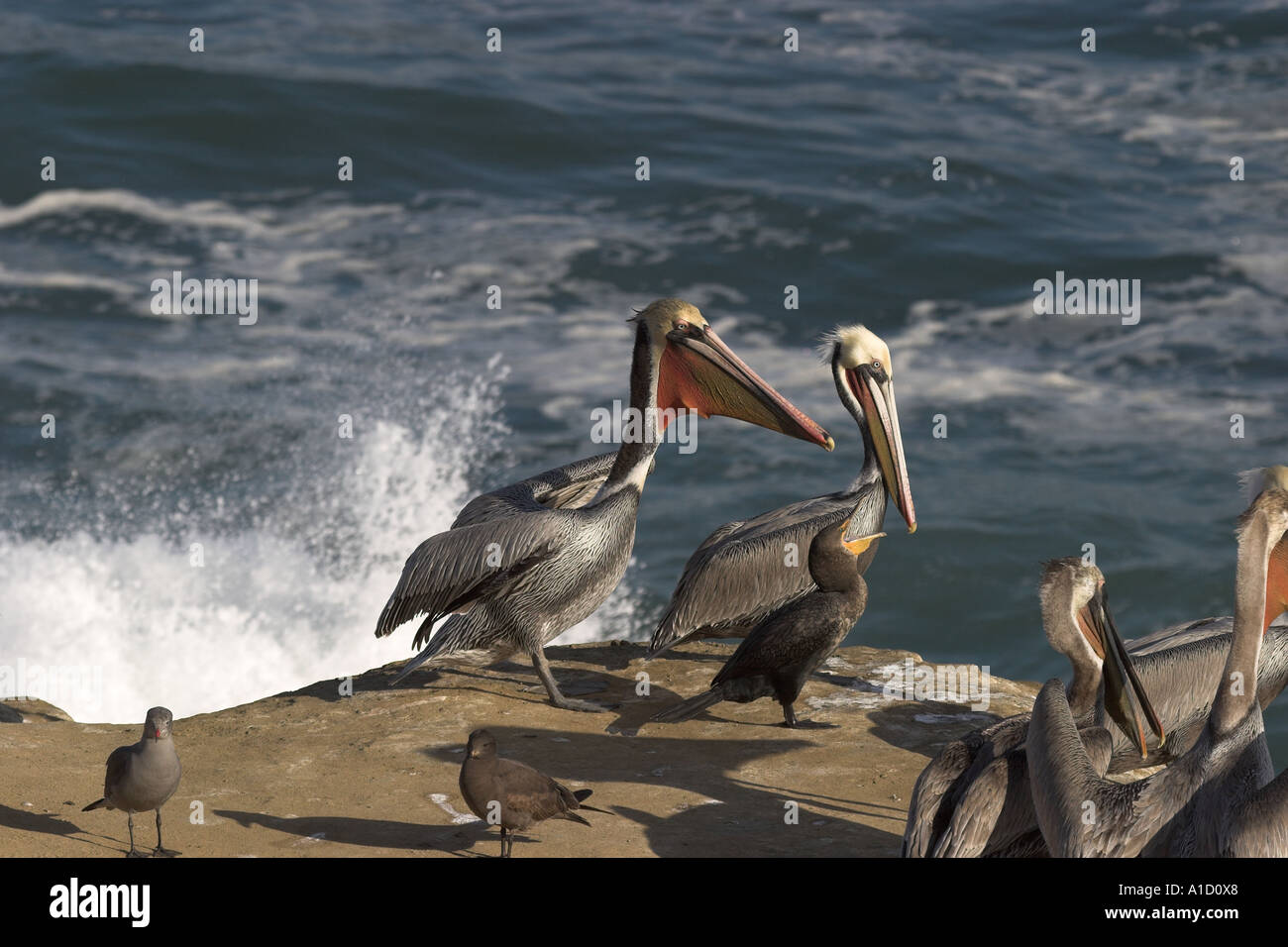 Pelican interaction #3 Stock Photo - Alamy
