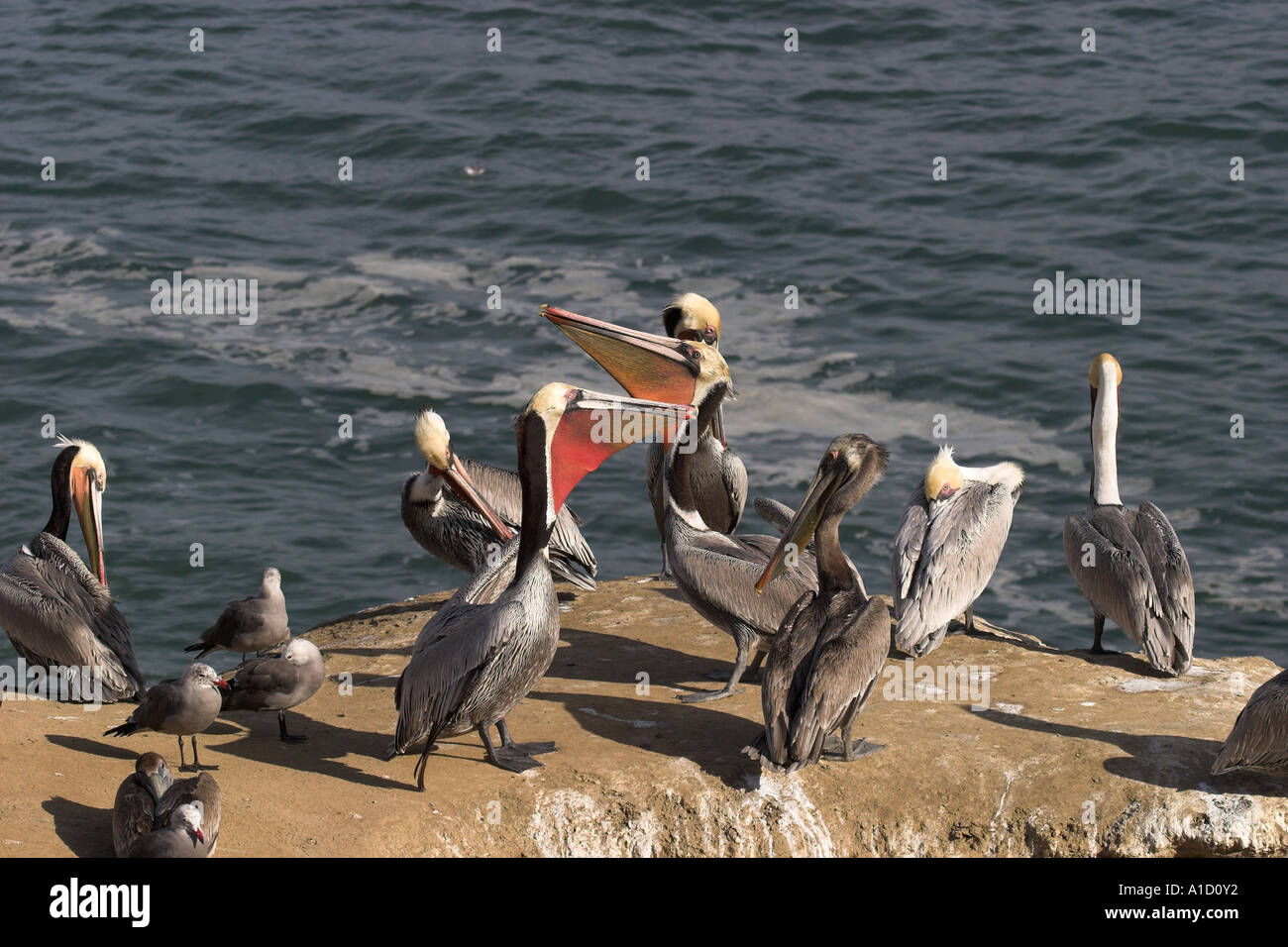 Pelican interaction #2 Stock Photo - Alamy