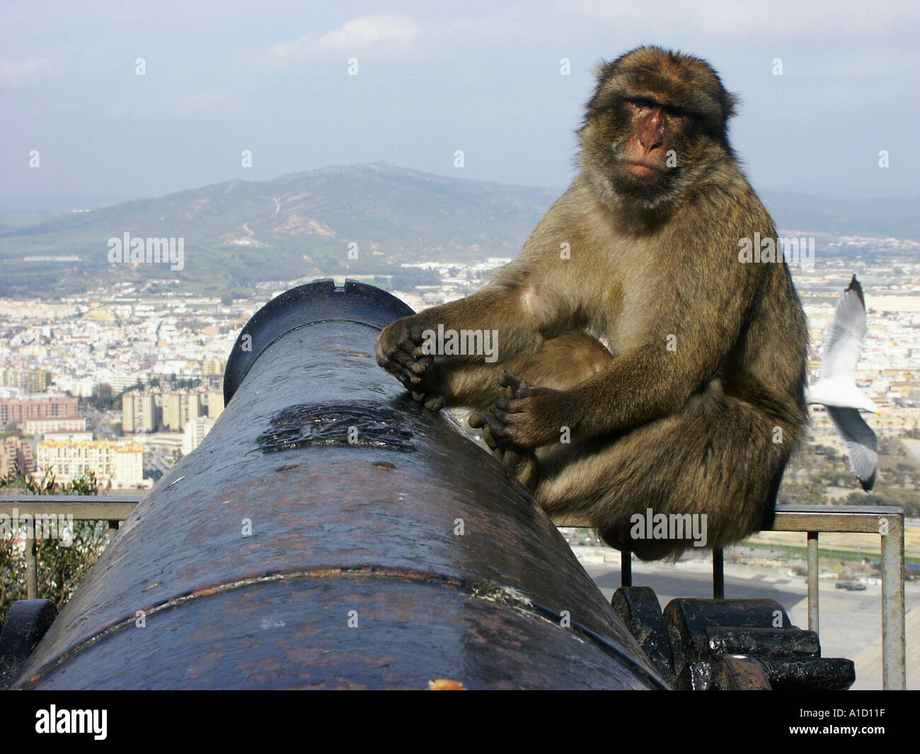 Monkeys With Machine Guns