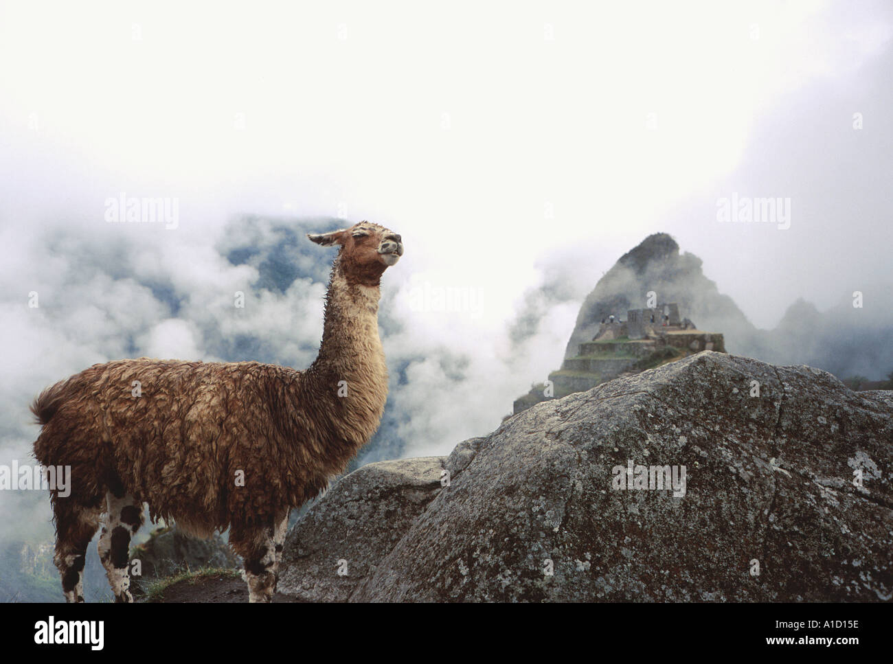 LLama framing Machu Picchu machu pichu Peru with mist and fog wrapping ...