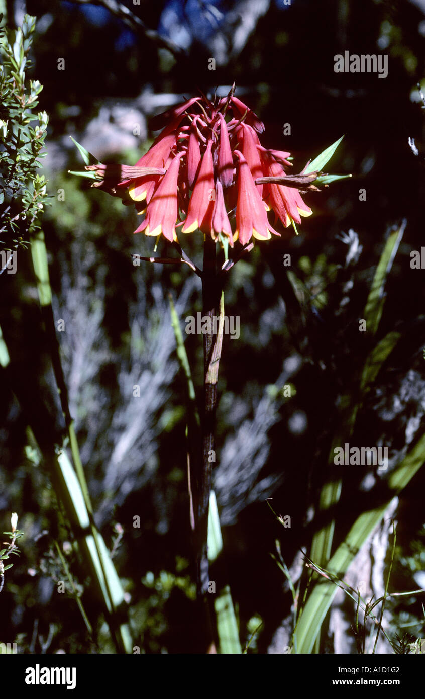 Wild flower Cradle Mountain National Park Tasmania Australia Stock ...