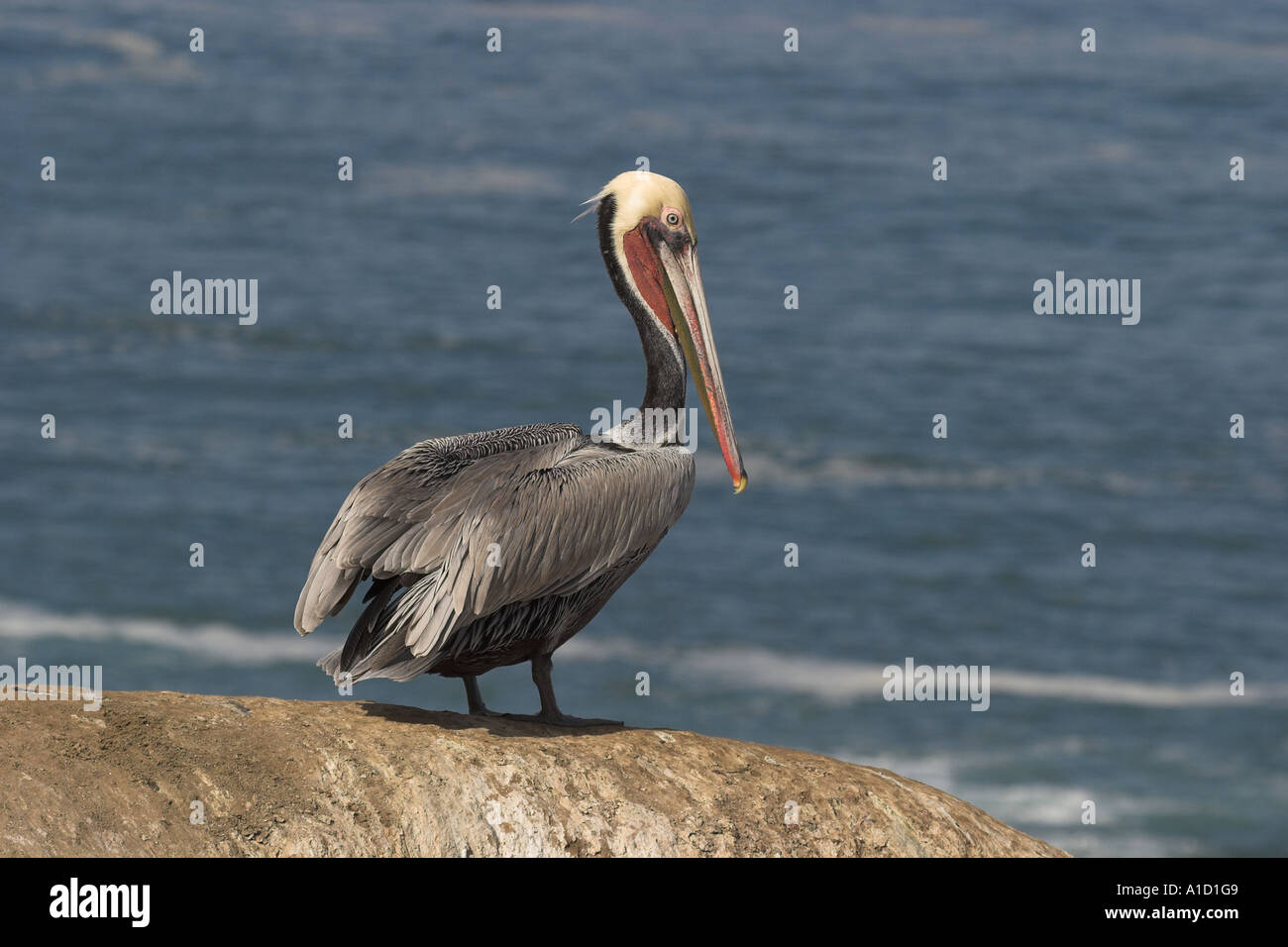 Getting ready to go fishing hi-res stock photography and images - Alamy