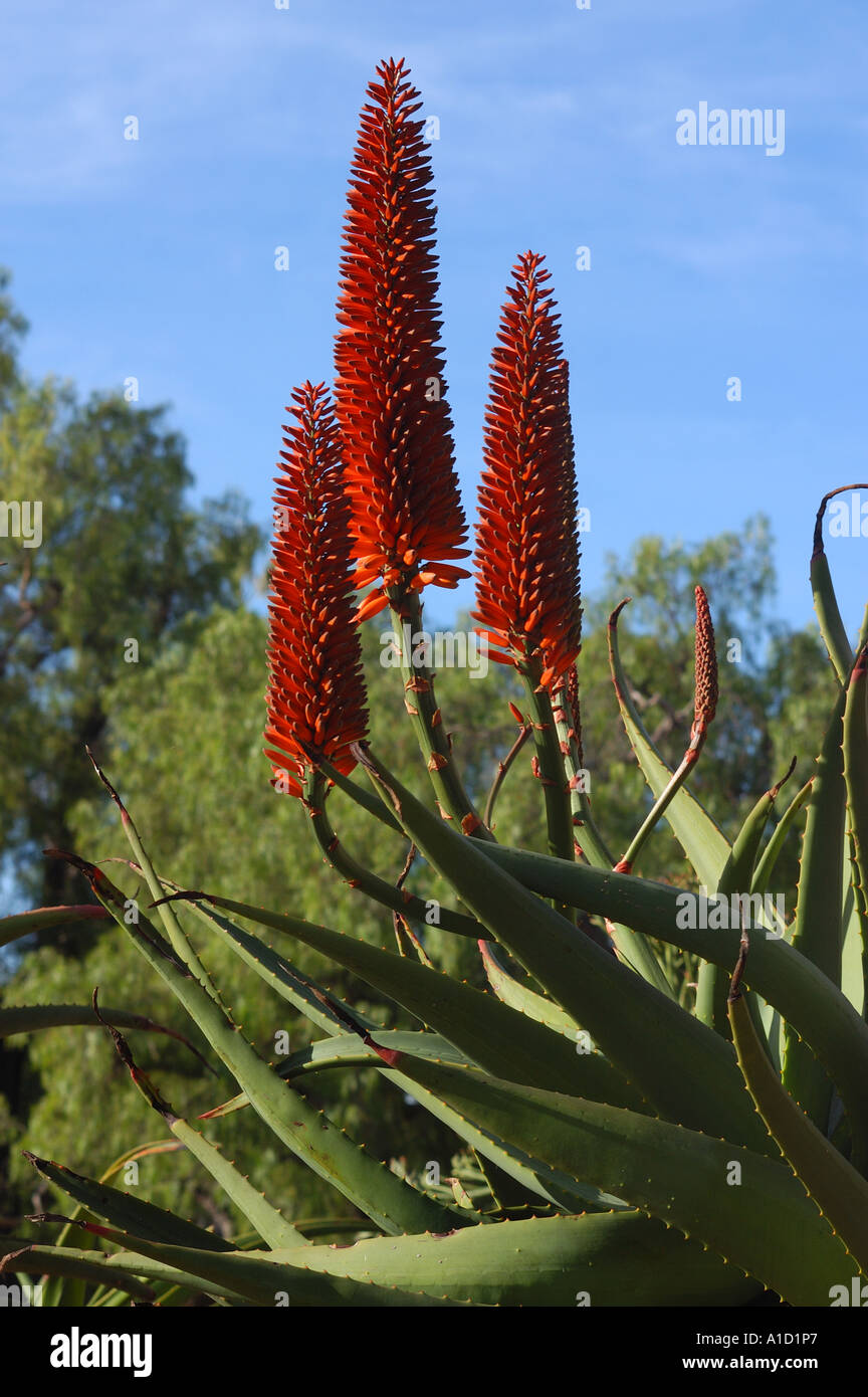 Bright Red Aloe Blooms Stock Photo - Alamy
