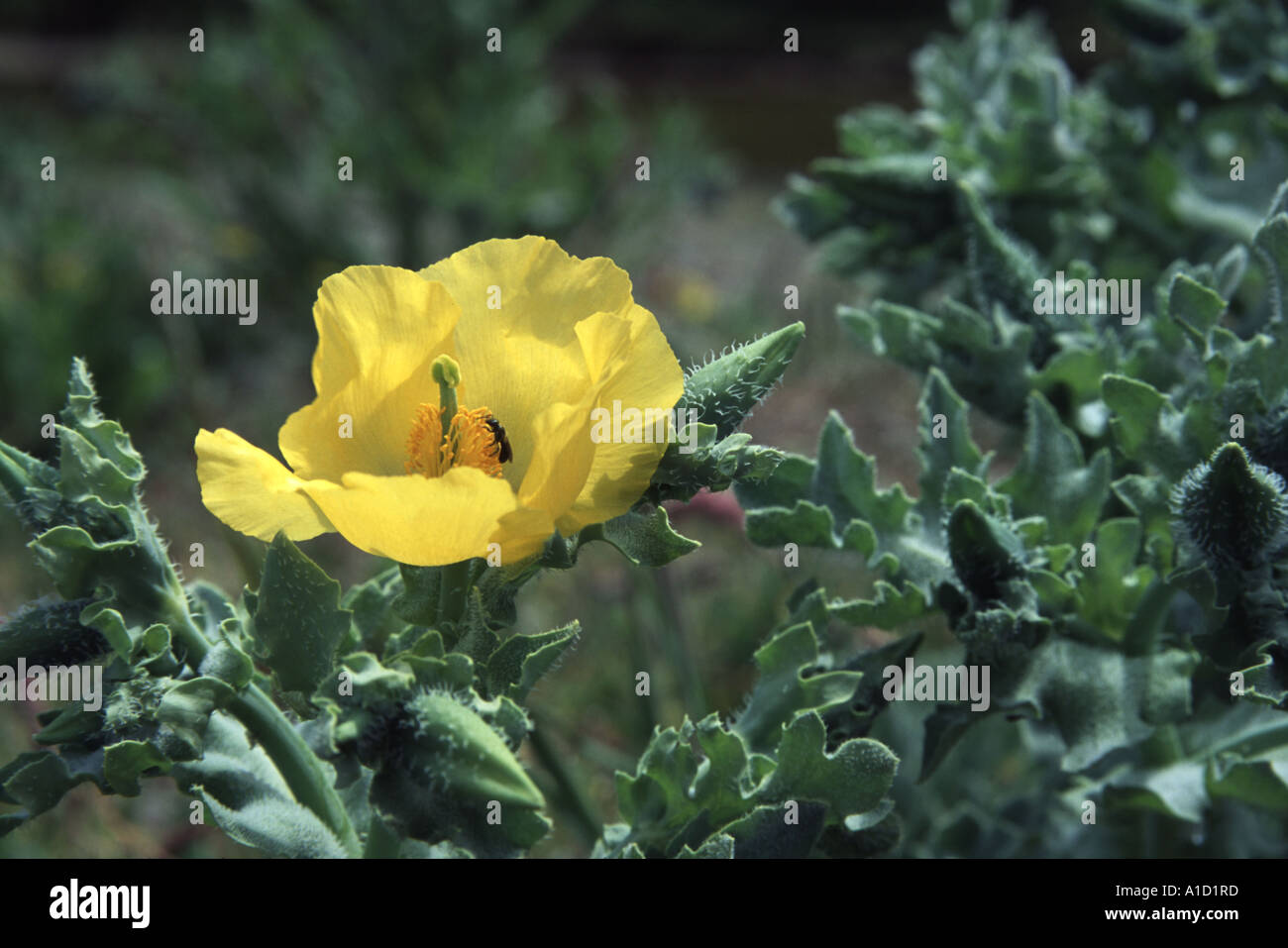 Yellow Horned Poppy Glaucium flavum Stock Photo - Alamy