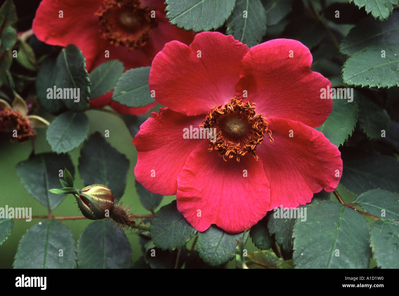 A Red Rose (unknown variety Stock Photo - Alamy