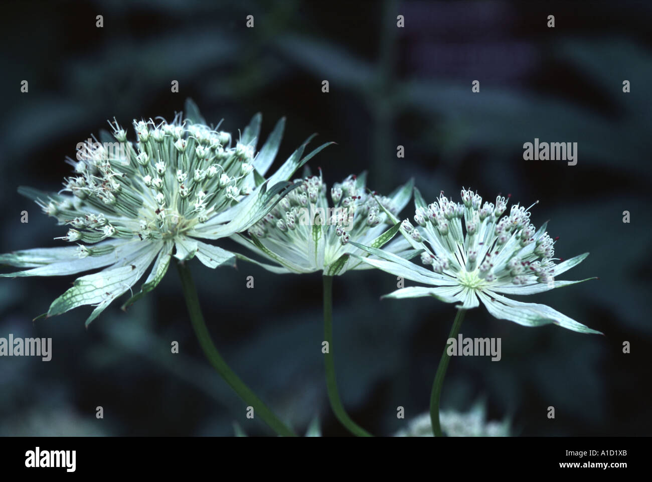Astrantia garden hi-res stock photography and images - Alamy