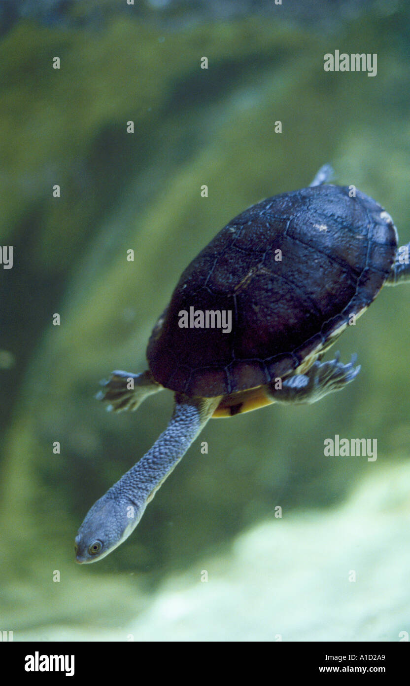 Australia long necked turtle hi-res stock photography and images - Alamy