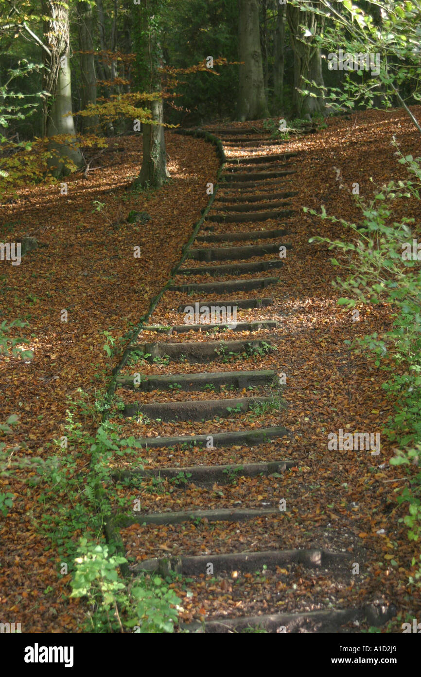 woodland path at the Queen Elizabeth country park Stock Photo - Alamy