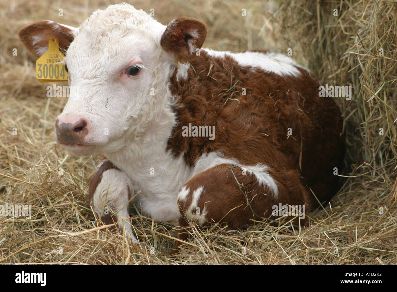 Calf hey hi-res stock photography and images - Alamy