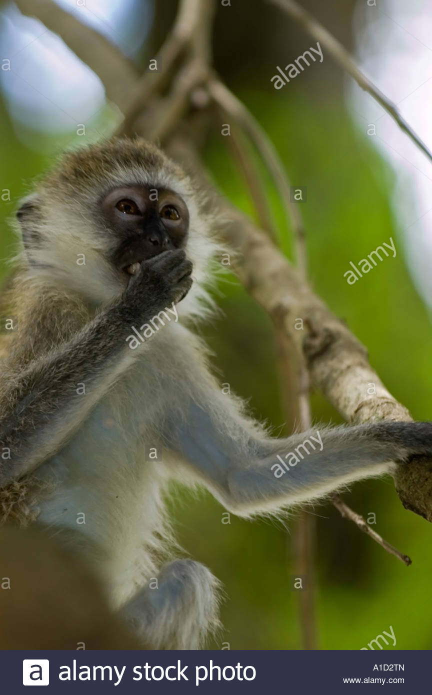 Velvet Monkey High Resolution Stock Photography and Images - Alamy
