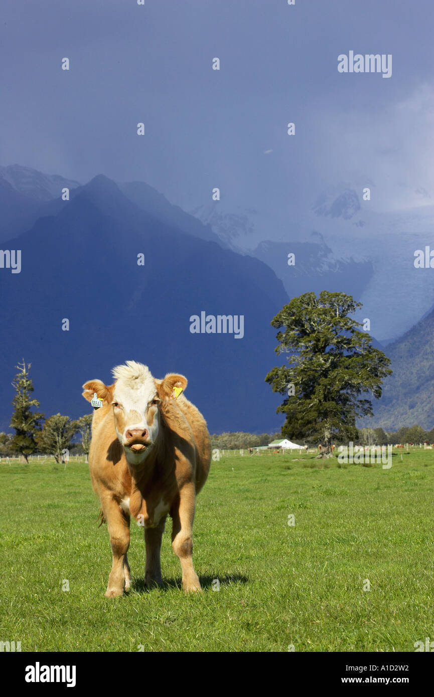 Cow near Fox Glacier West Coast South Island New Zealand Stock Photo ...