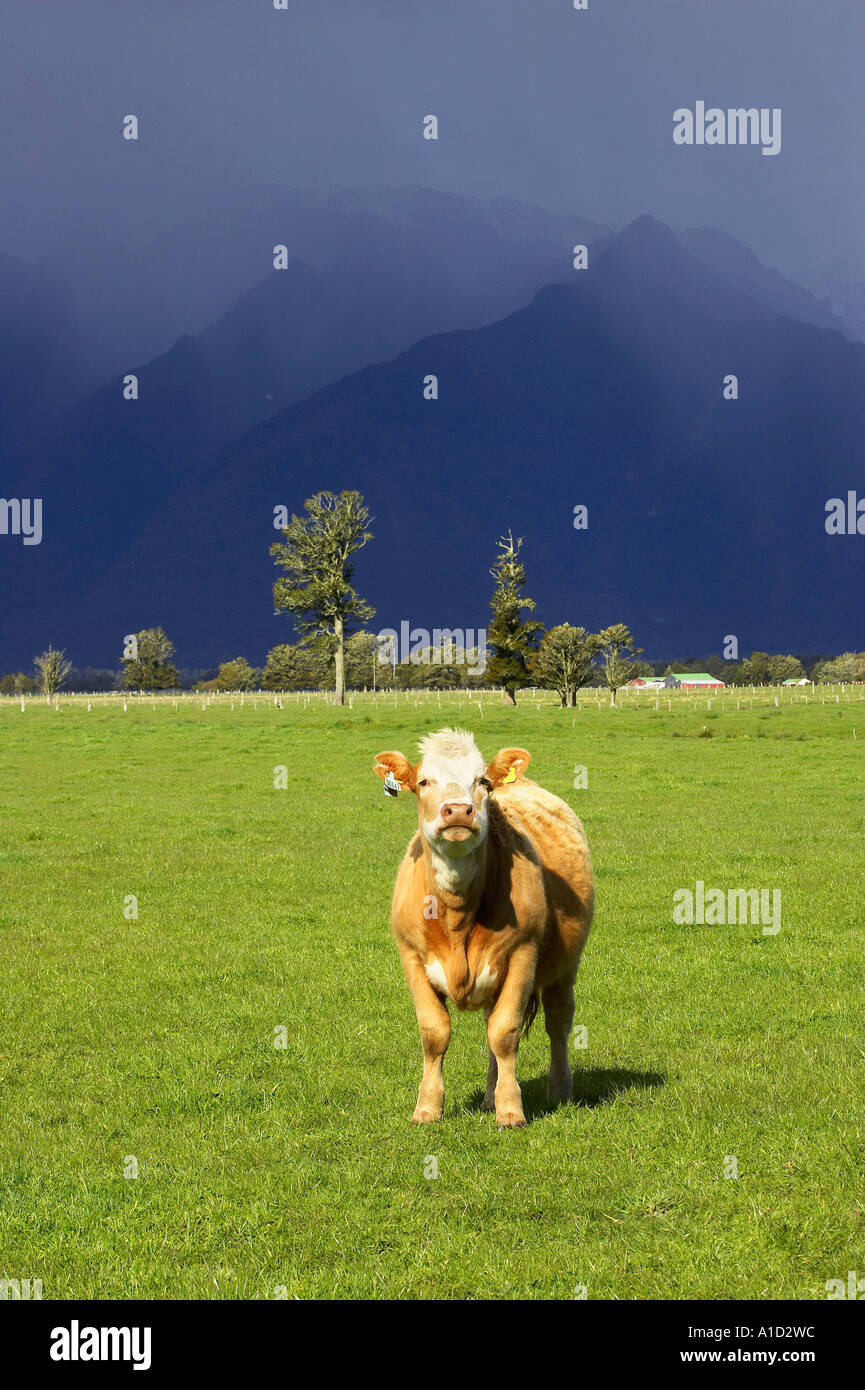 Fox island main hi-res stock photography and images - Alamy