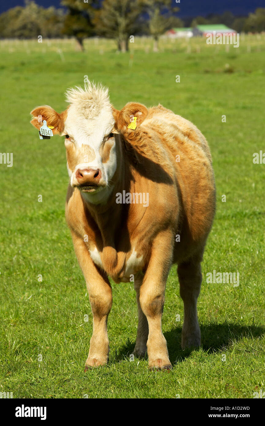 Fox Fur Farming High Resolution Stock Photography and Images - Alamy