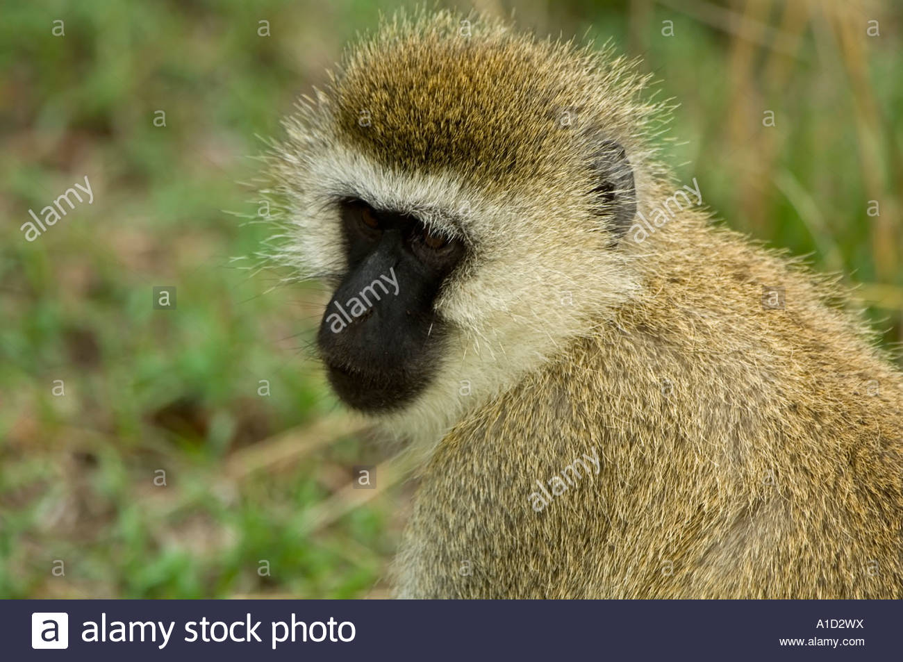 Velvet Monkey High Resolution Stock Photography and Images - Alamy