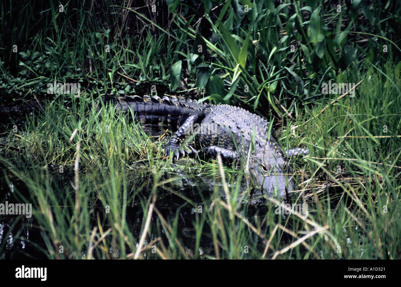 Alligator in the Everglades Stock Photo - Alamy