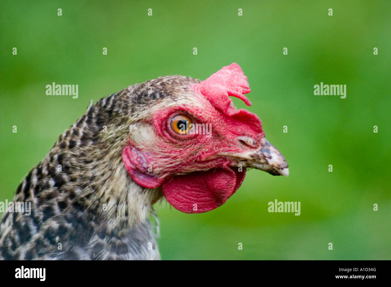 Close up of hens head with beak comb crop and beady eyes Stock Photo ...