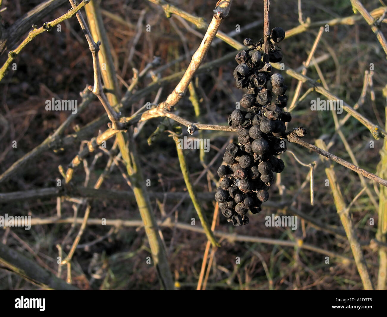 Wilted grapes on the vine in winter Stock Photo - Alamy