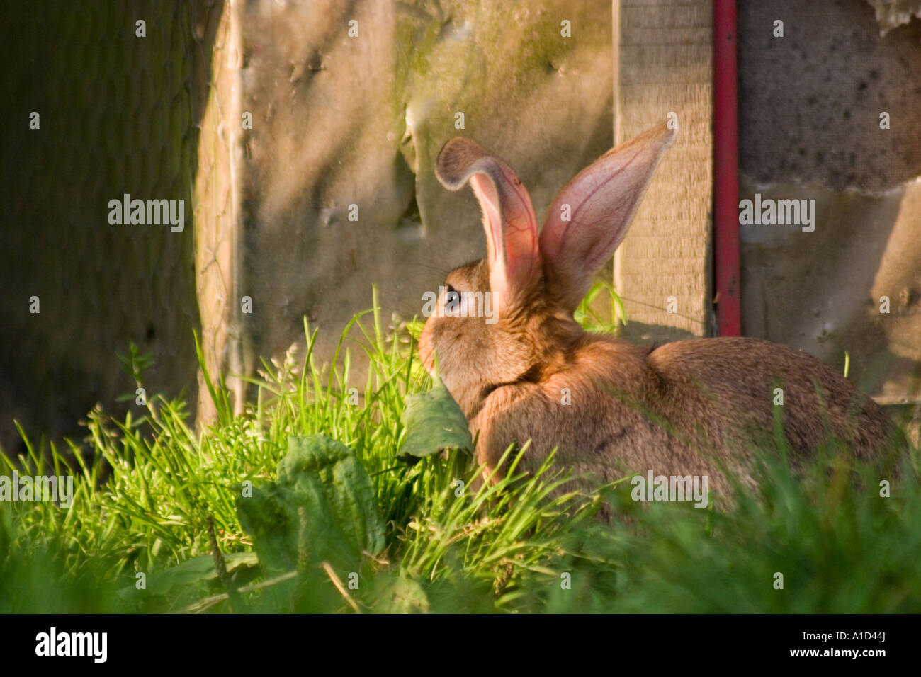 Rabbit in field eating grass late afternoon Stock Photo - Alamy
