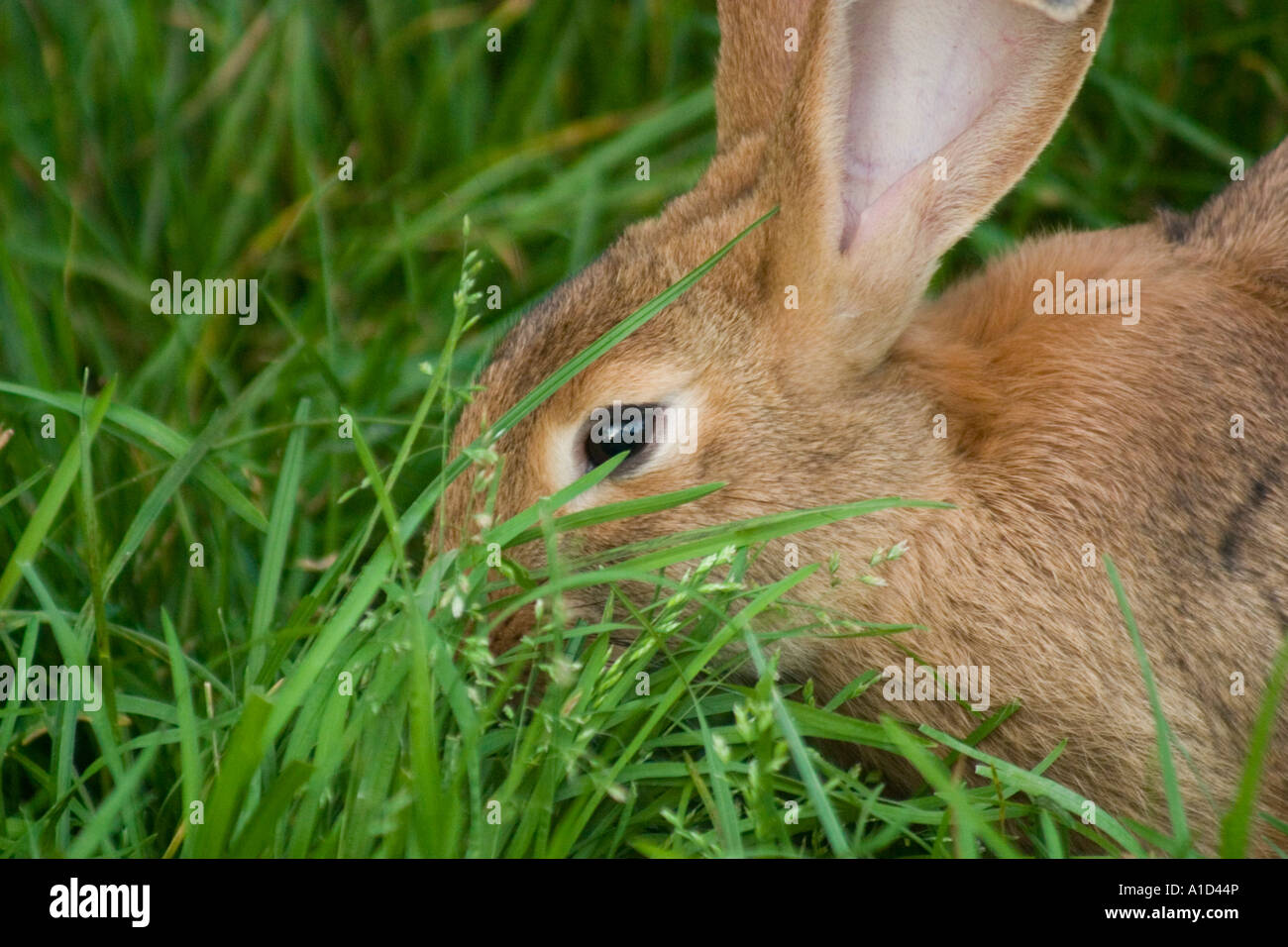 Rabbit in field eating grass late afternoon Stock Photo - Alamy