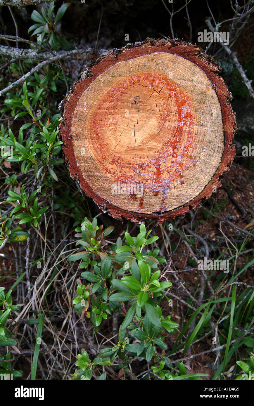 Tree stump in the forest in the mountain Stock Photo - Alamy
