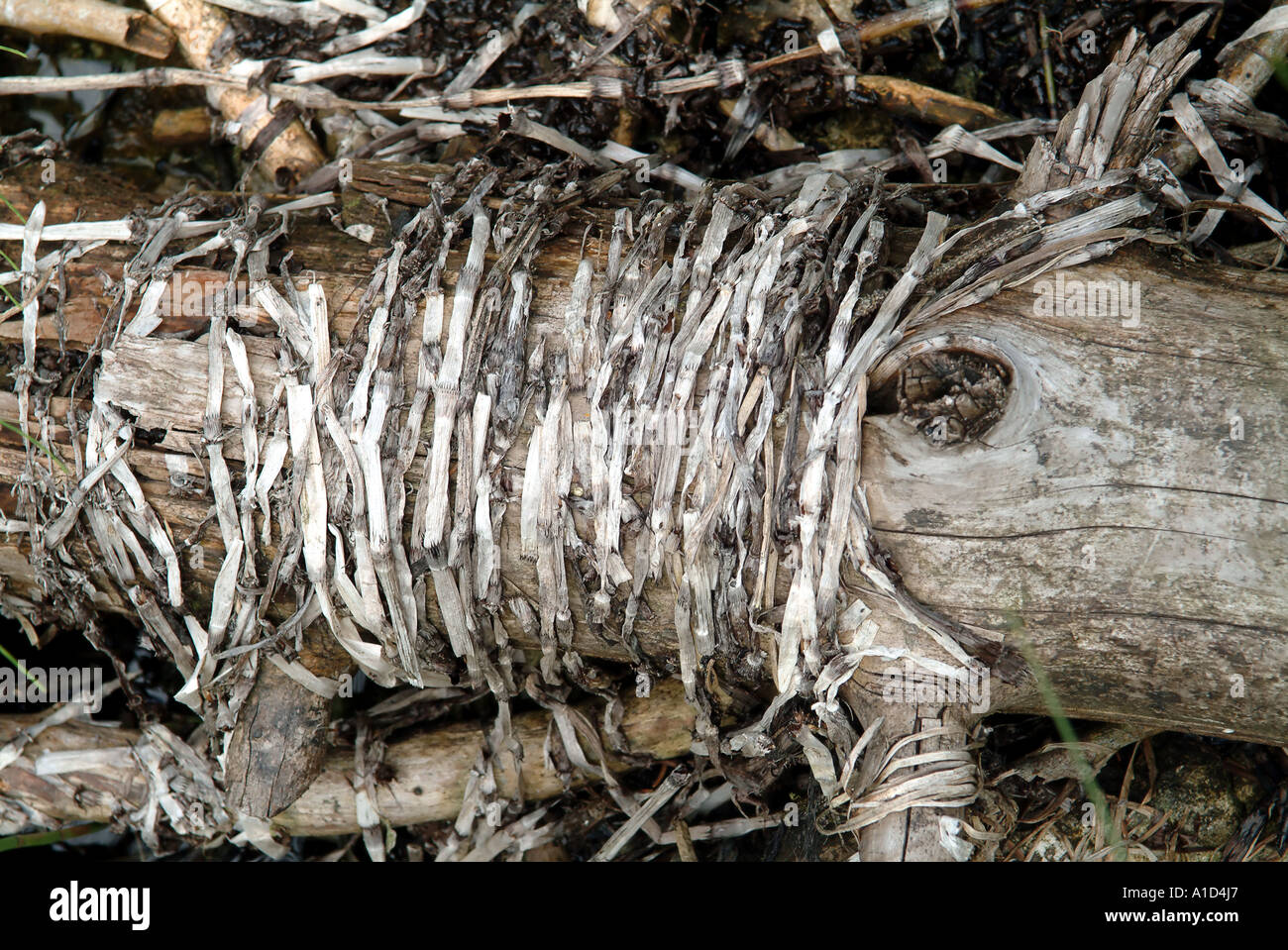 Bound tree on the ground Stock Photo - Alamy