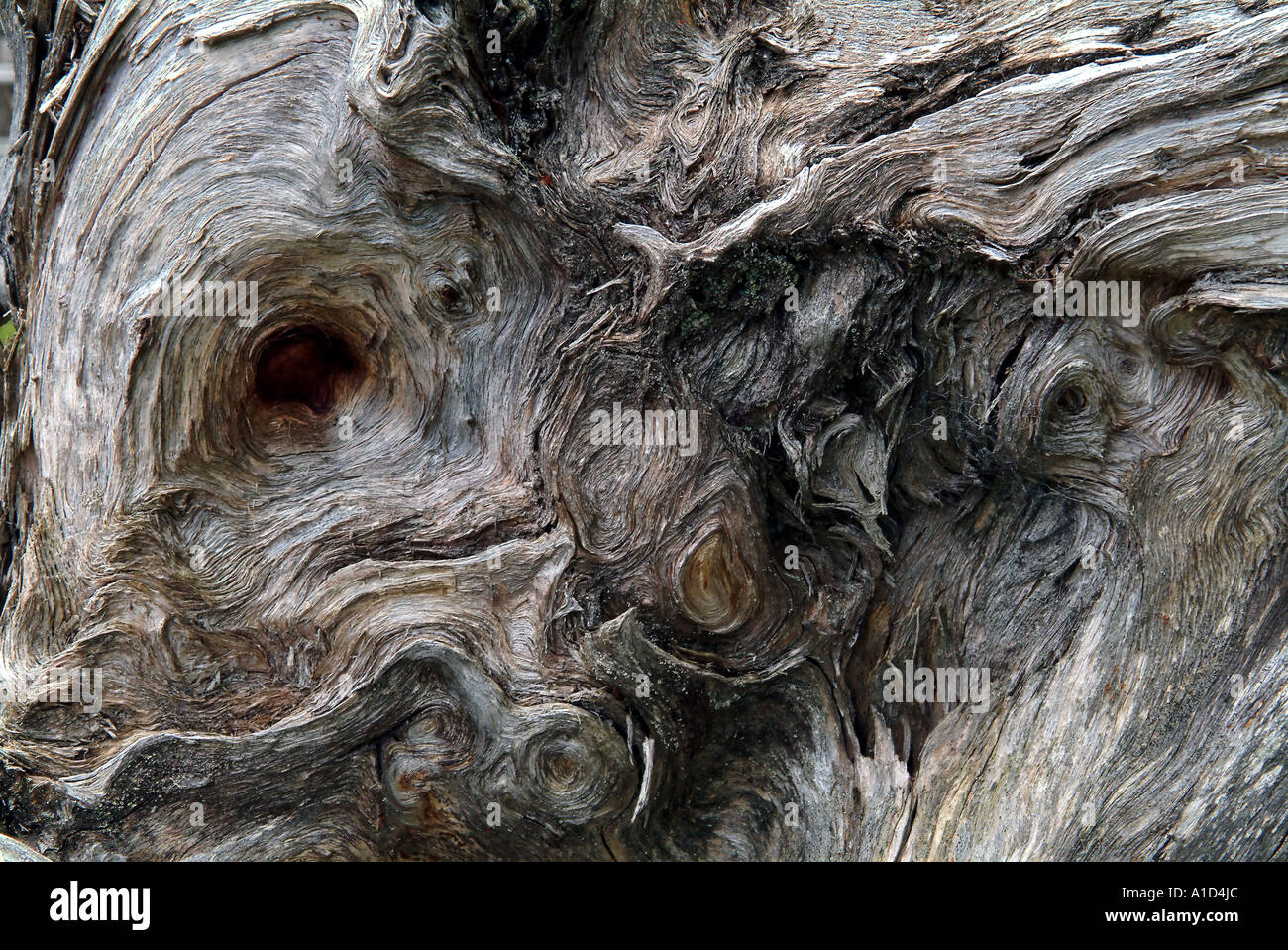 Natural wood sculpture Stock Photo - Alamy