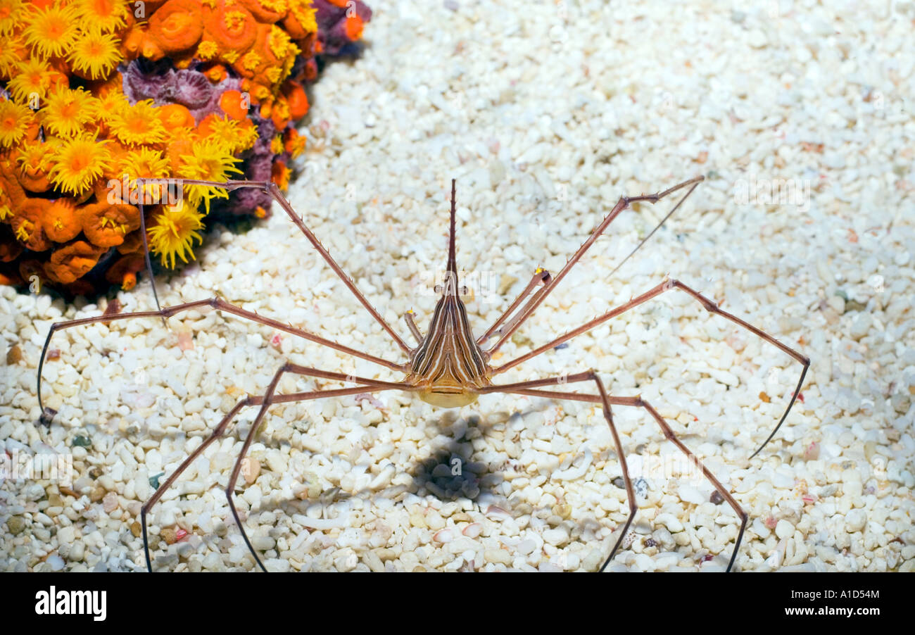 Stenorhynchus seticornis SPIDER HERMIT CRAB yellowline arrow ghost crab ...