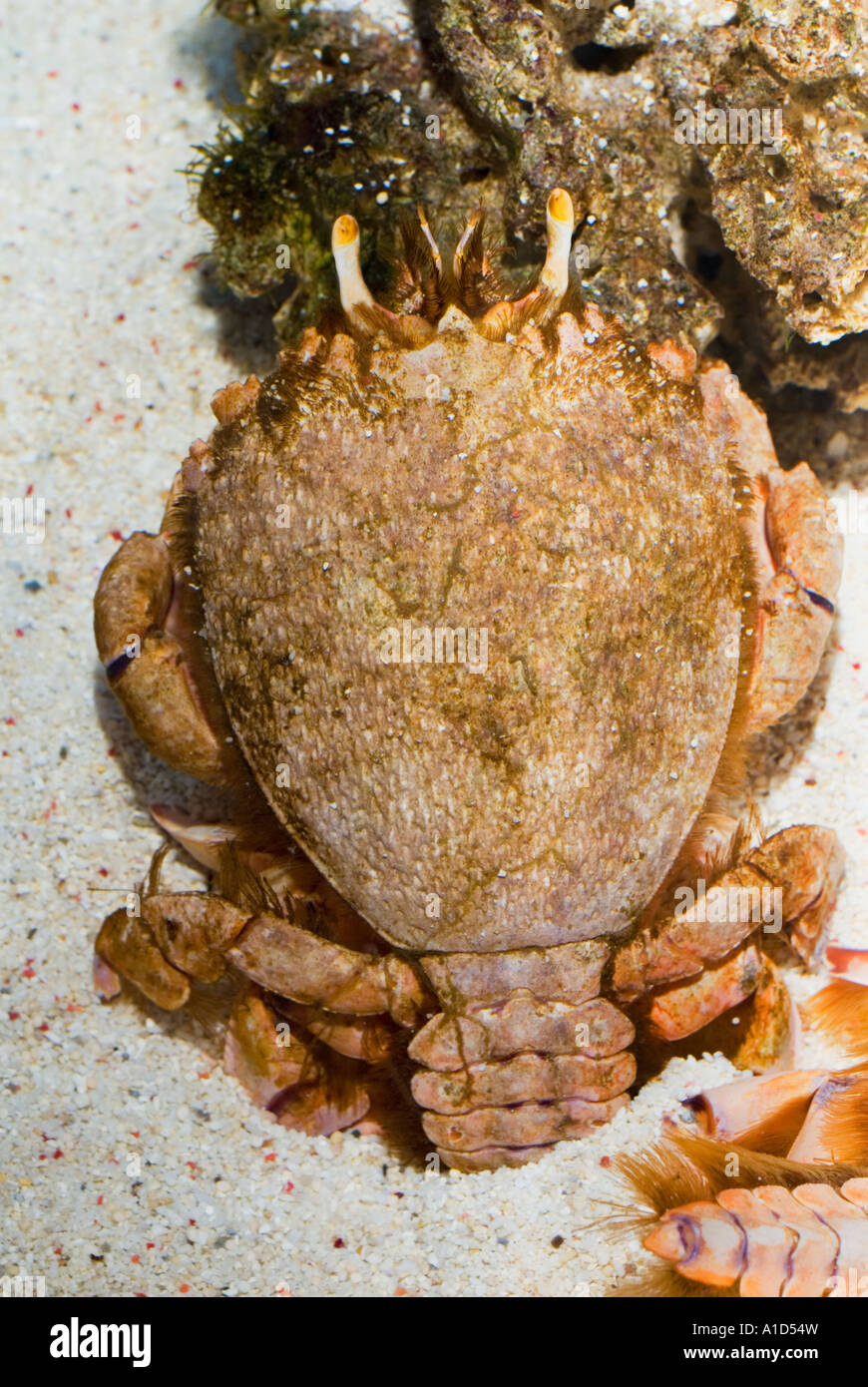 Spanner crab hi-res stock photography and images - Alamy