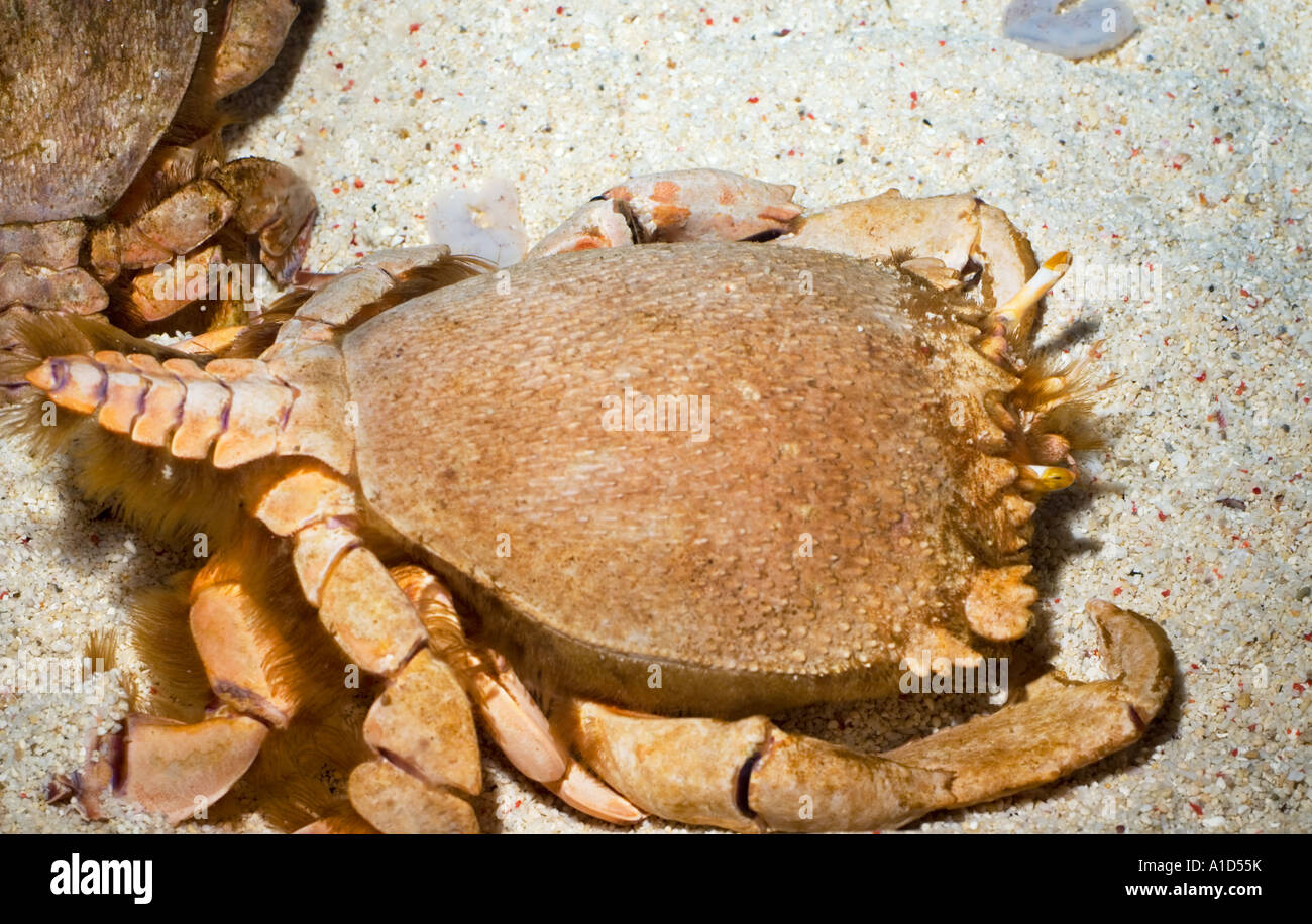 SPANNER CRAB frog crab Ranina ranina South africa Japan Hawai on sand ...