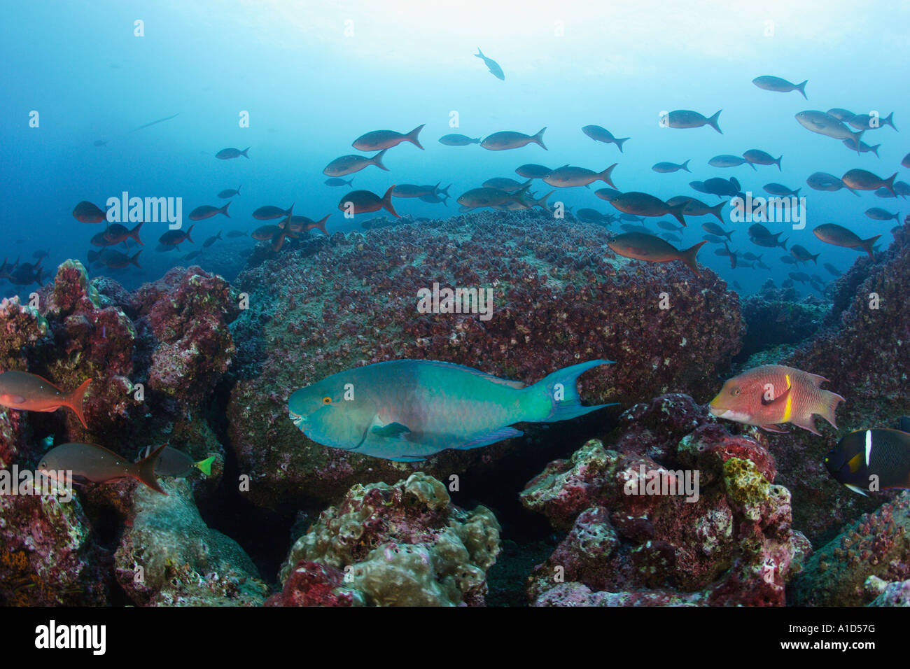 Pacific creole fish paranthias colonus hi-res stock photography and ...